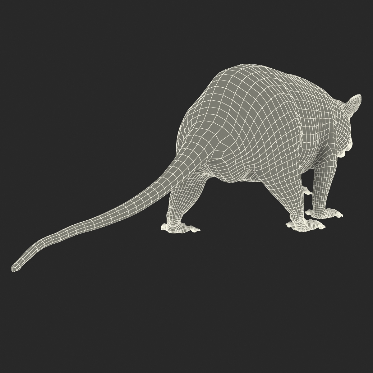 possum pose 1 3d model
