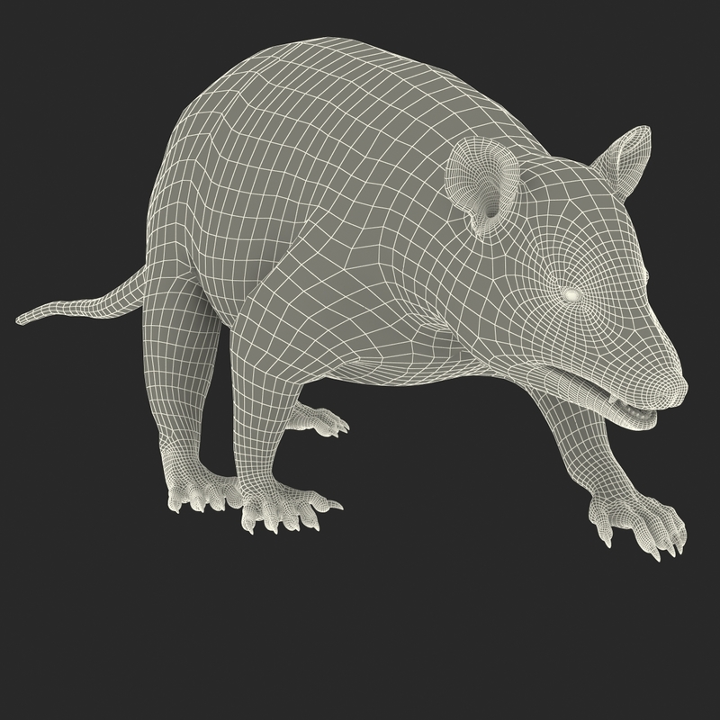possum pose 1 3d model