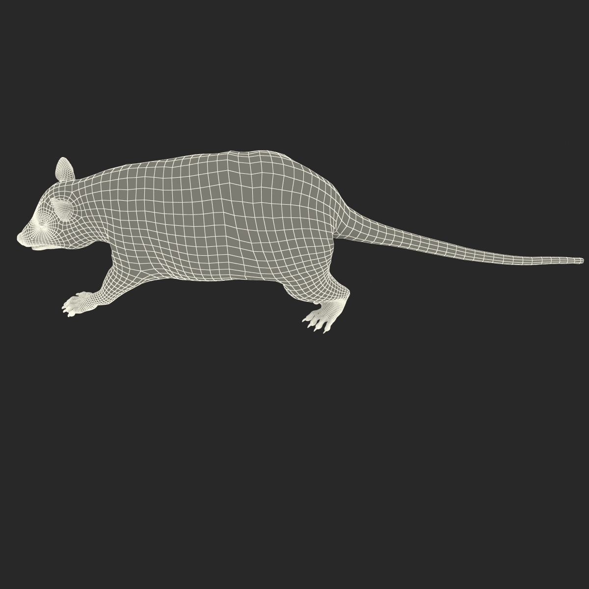 possum pose 1 3d model