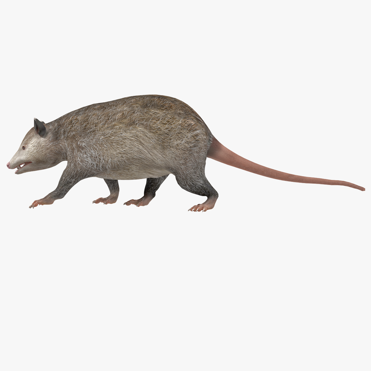 possum pose 1 3d model