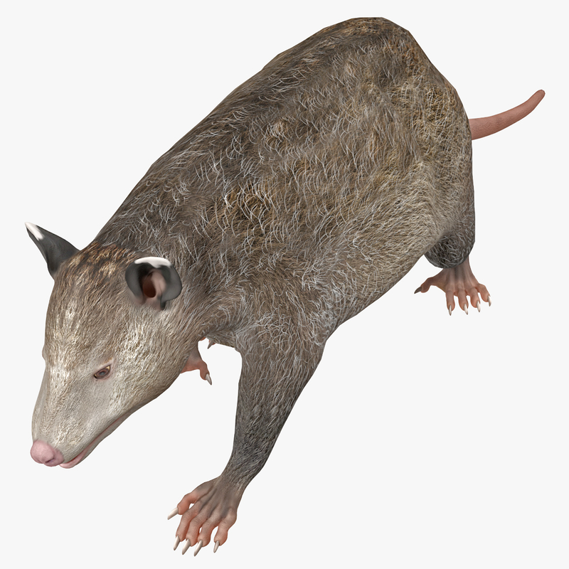 possum pose 1 3d model