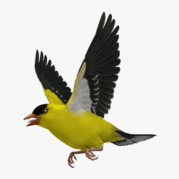 Free Bird 3D Models for Download | TurboSquid