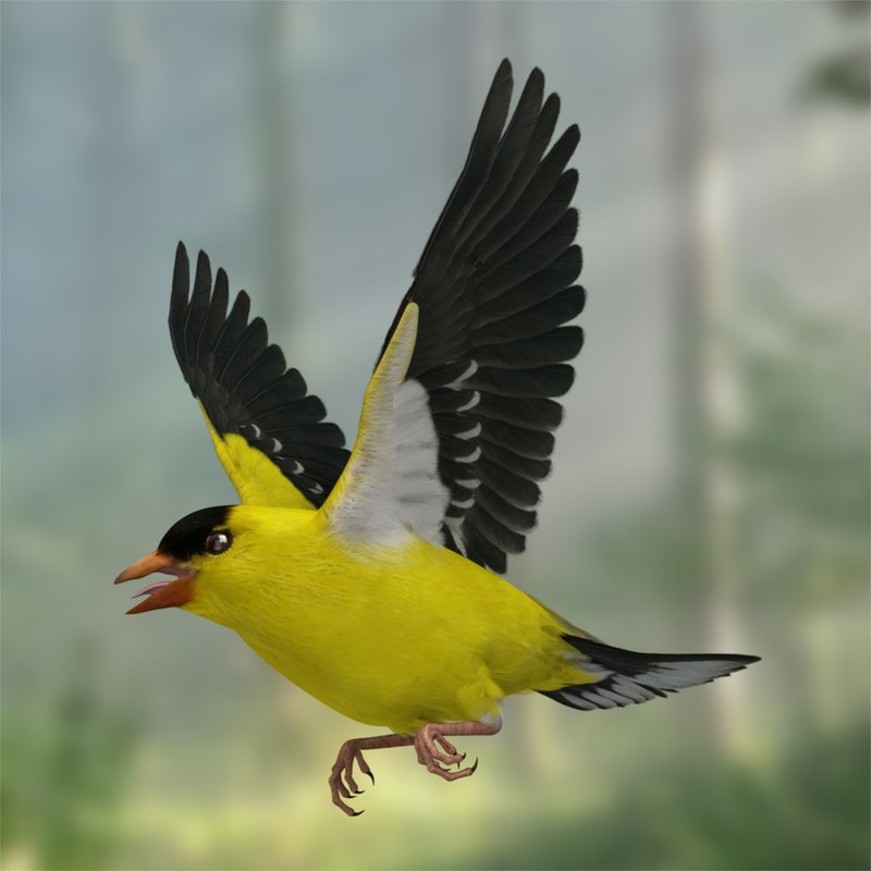 spinus tristis american goldfinch 3d ma