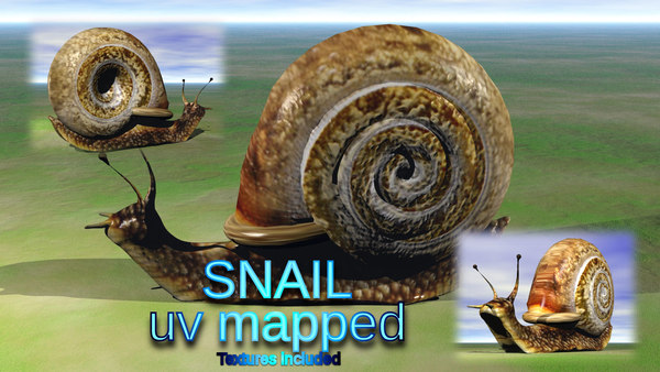 Snail 3D Models for Download | TurboSquid
