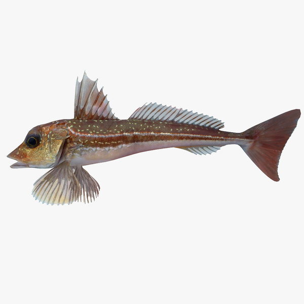 3d haddock model