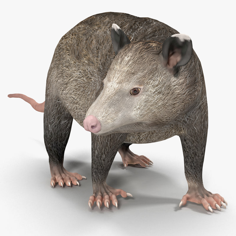 possum pose 3d model
