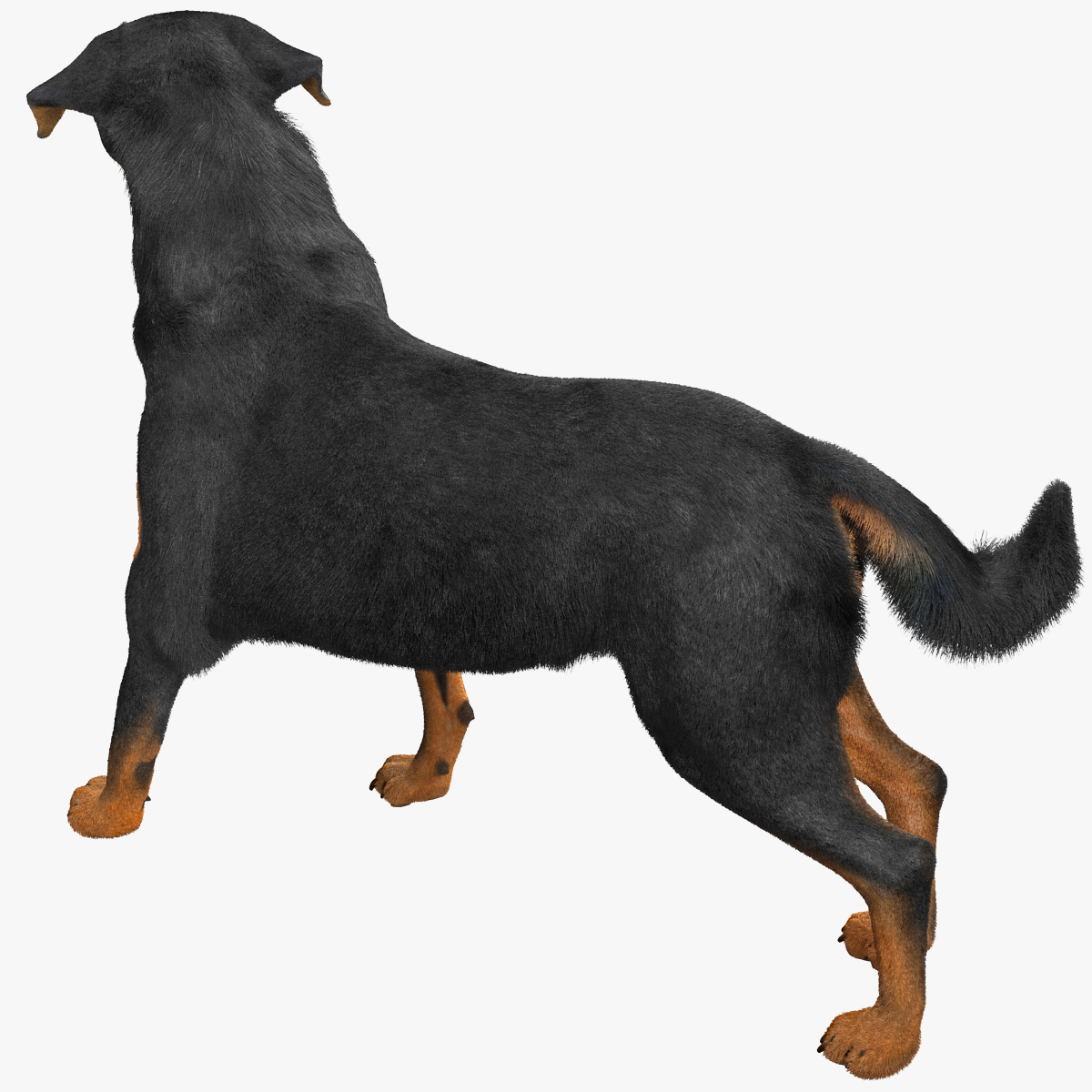 max rottweiler pose fur