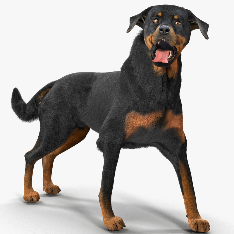 max rottweiler pose fur