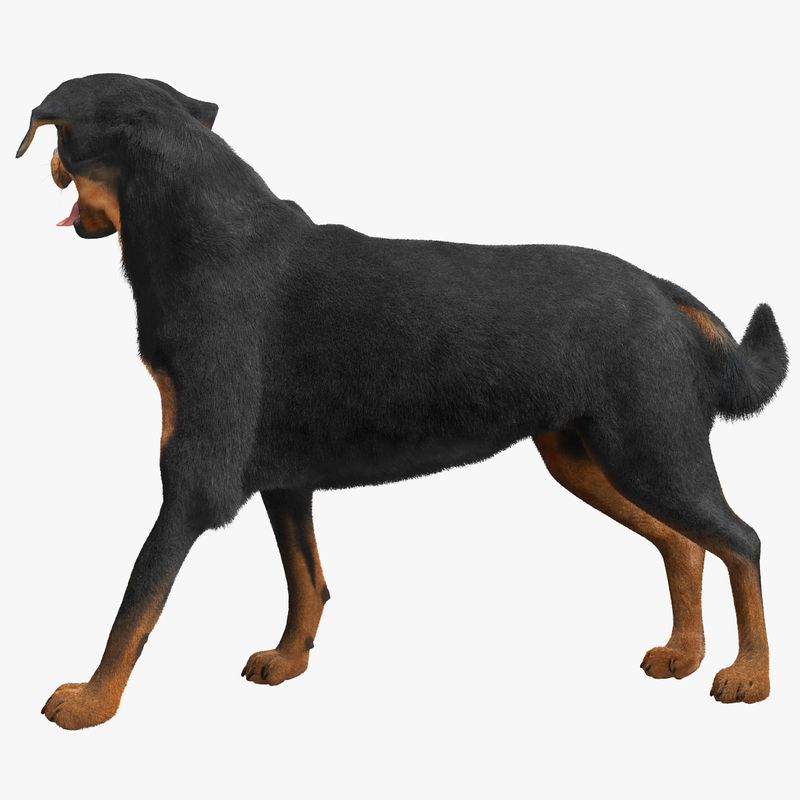 max rottweiler pose fur