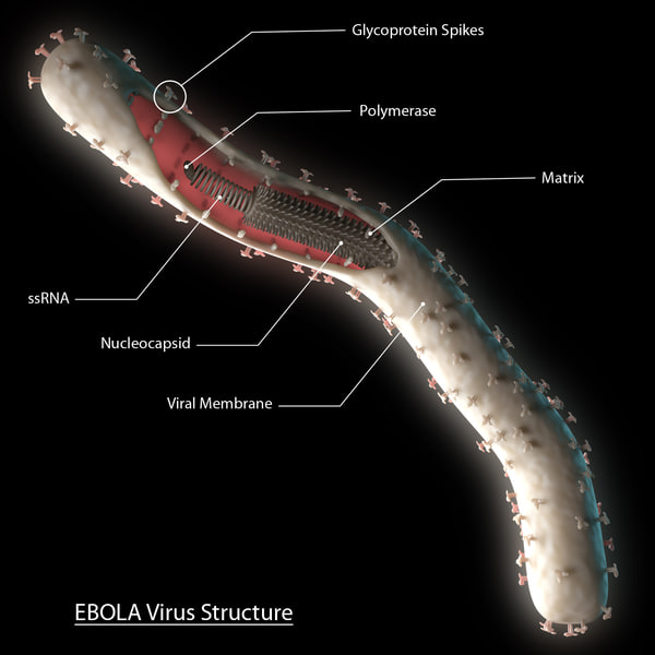 3d model ebola virus structure