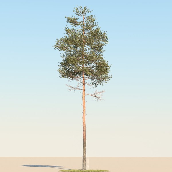 realistic pine tree max