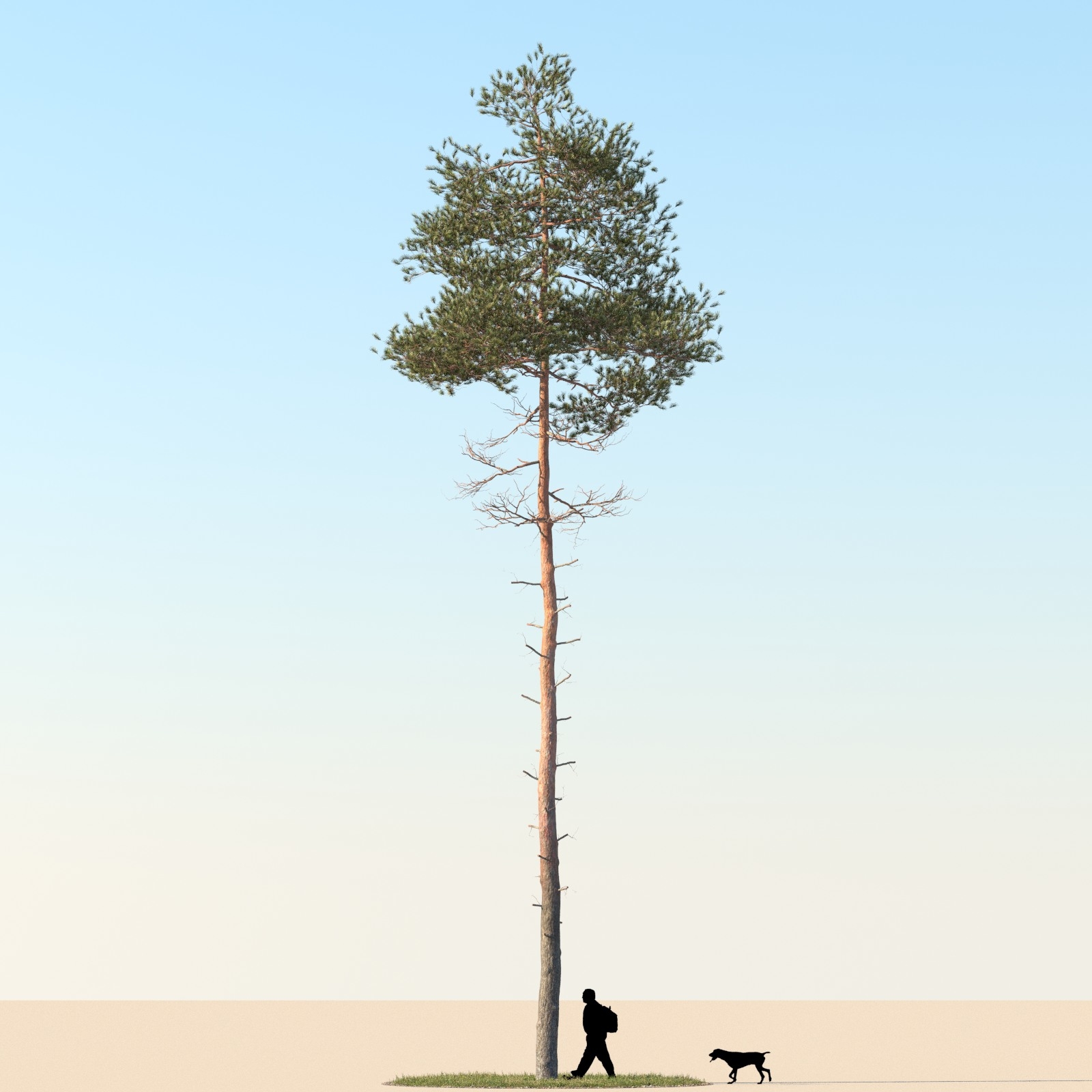 realistic pine tree max