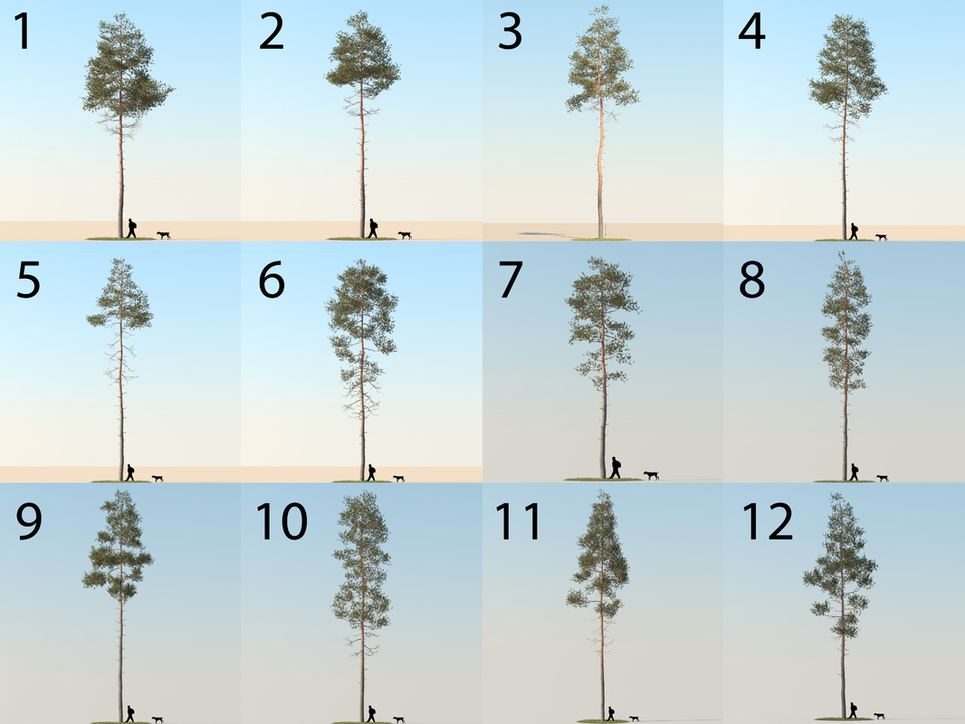 realistic pine tree max