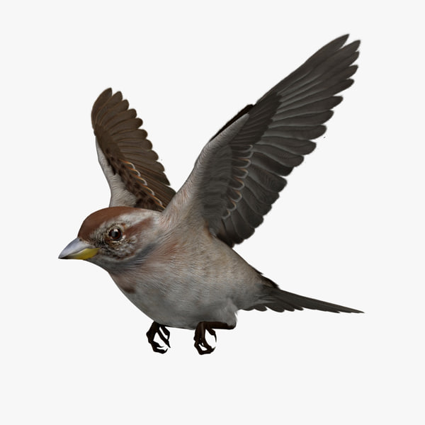 magpie pie 3d model