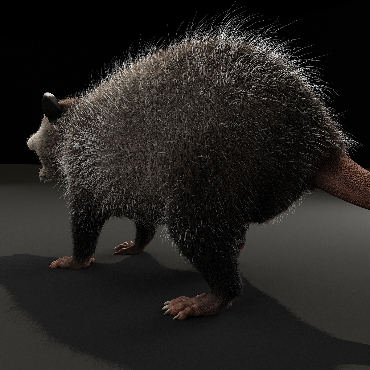 possum fur rigged 3d max