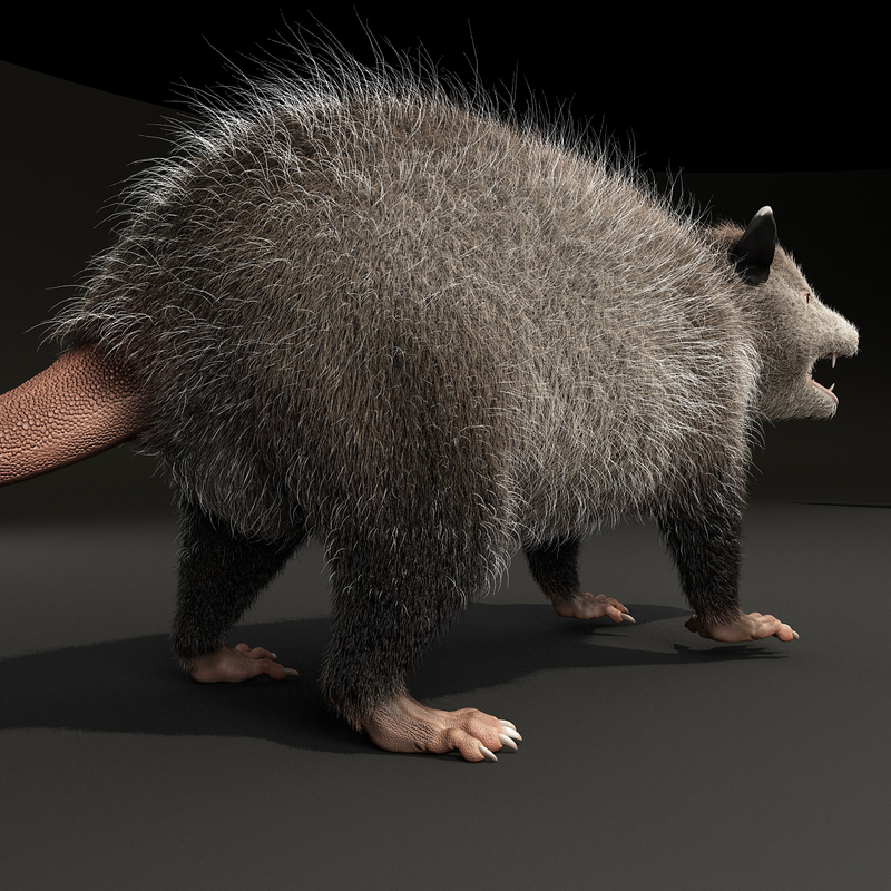 possum fur rigged 3d max