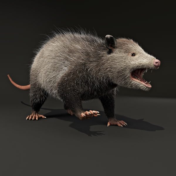 possum fur rigged 3d max
