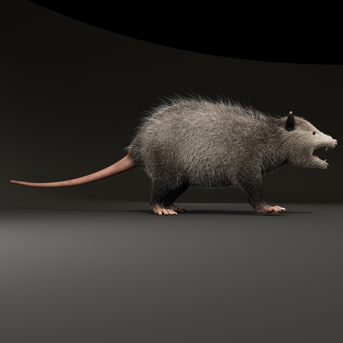 possum fur rigged 3d max