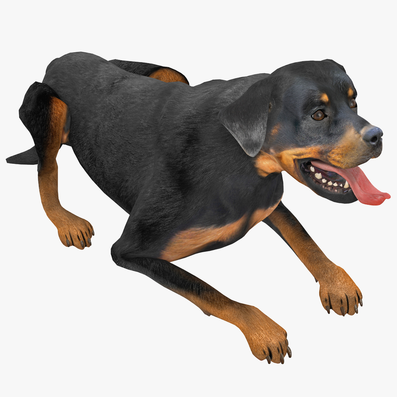 3d rottweiler pose 3 model