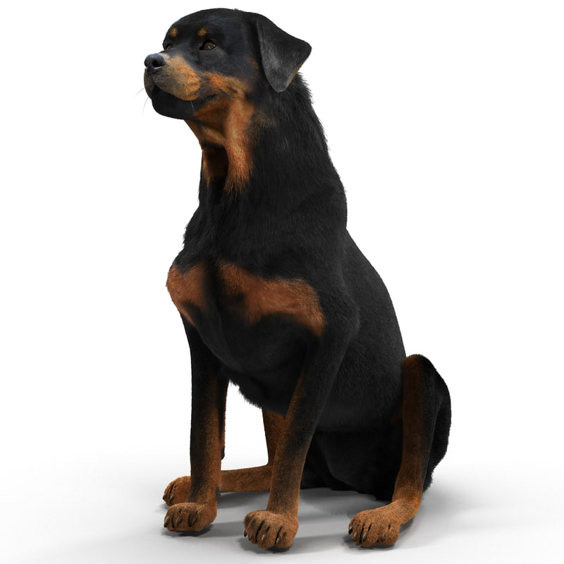 rottweiler pose 4 fur 3d model