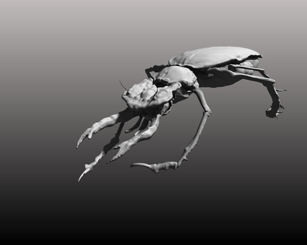 Free 3D Insect Models | TurboSquid