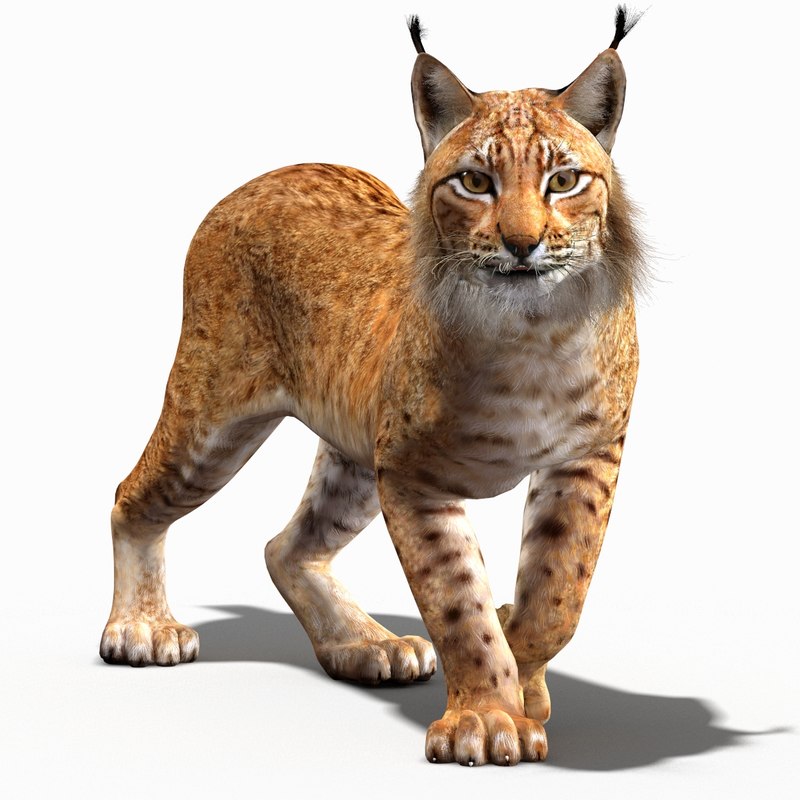3ds lynx eurasian rigging animation