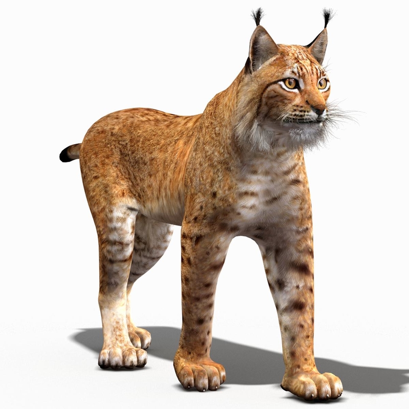 3ds lynx eurasian rigging animation