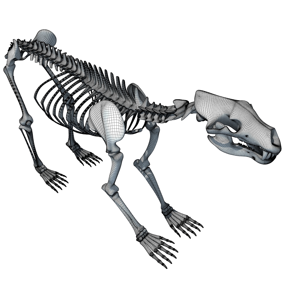 max bear skeleton animal