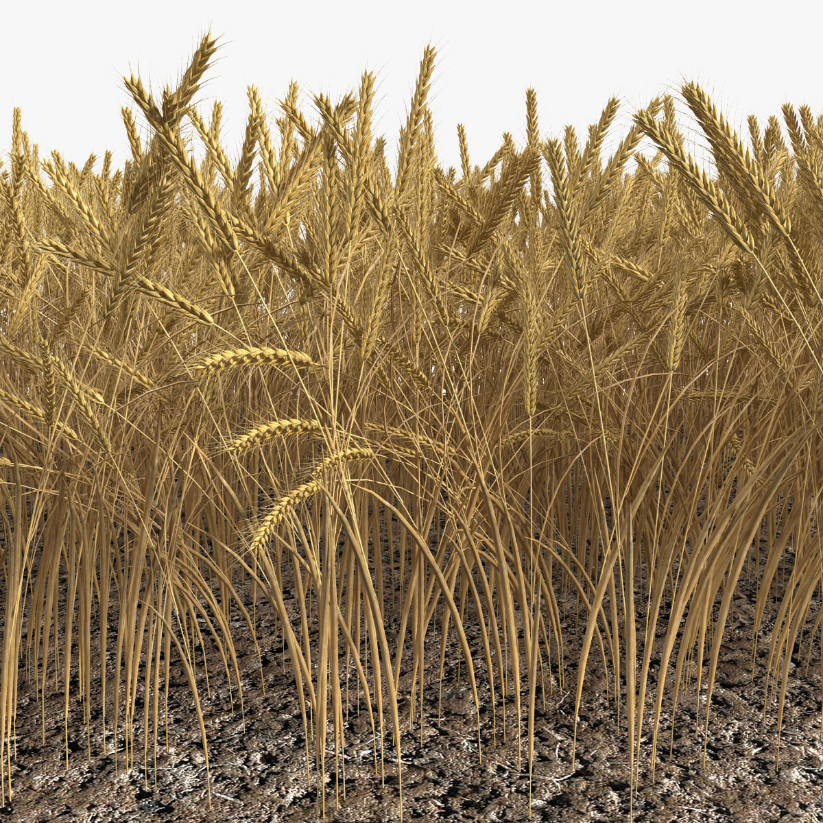 Wheat Field 3D Models for Download | TurboSquid Wheat Field 3D Models for Download | TurboSquid