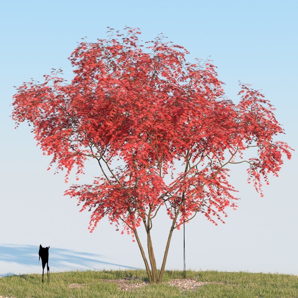 japanese maple 3d max