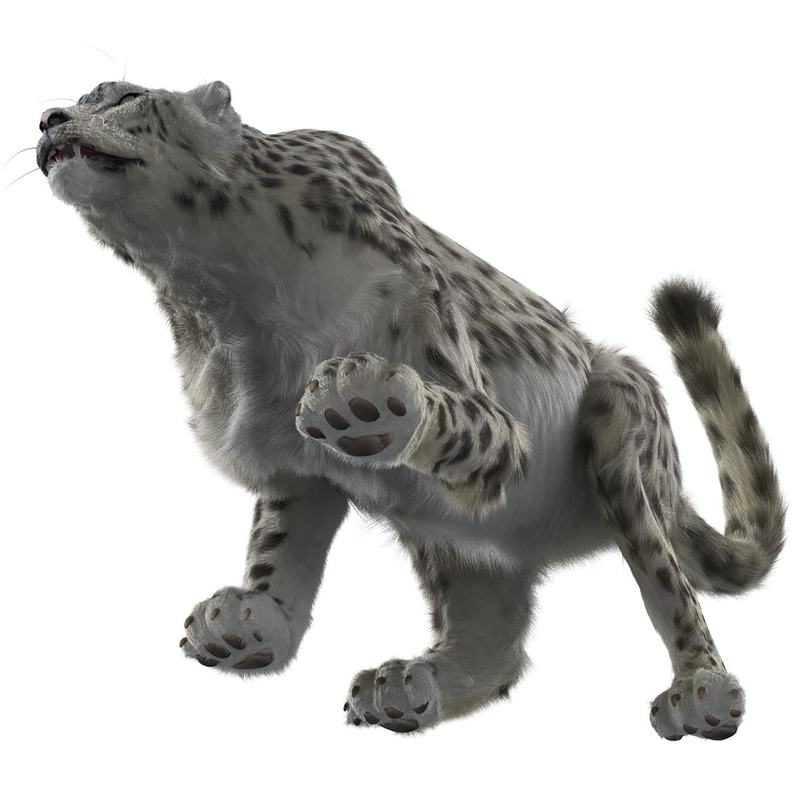 3d snow leopard pose model