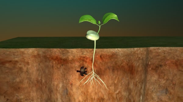 3d model germination seed