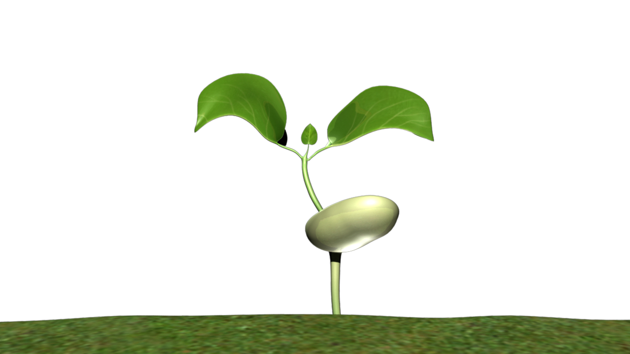 3d model germination seed