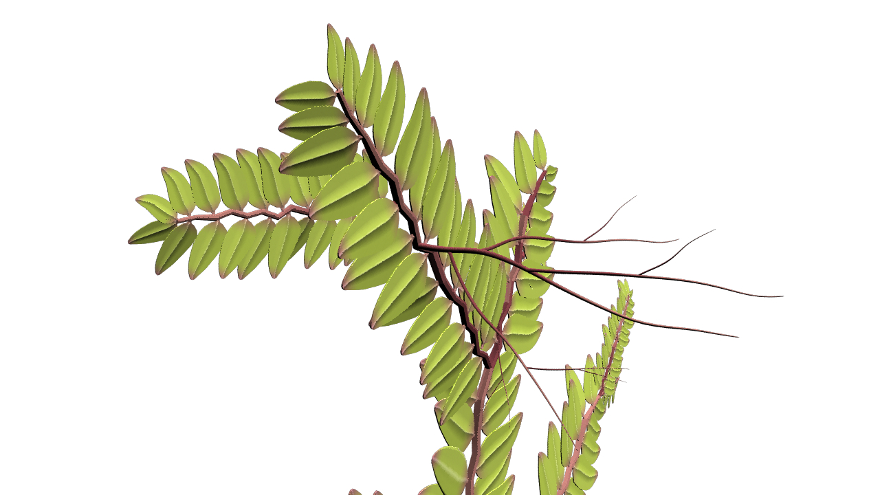 3d selaginella plants spikemosses model