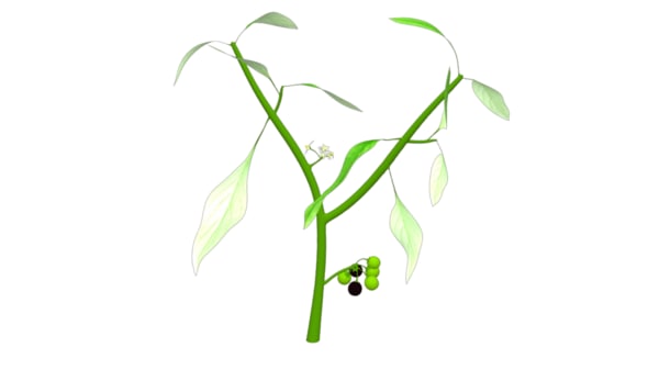 3d model solanum nigrum makoi plant