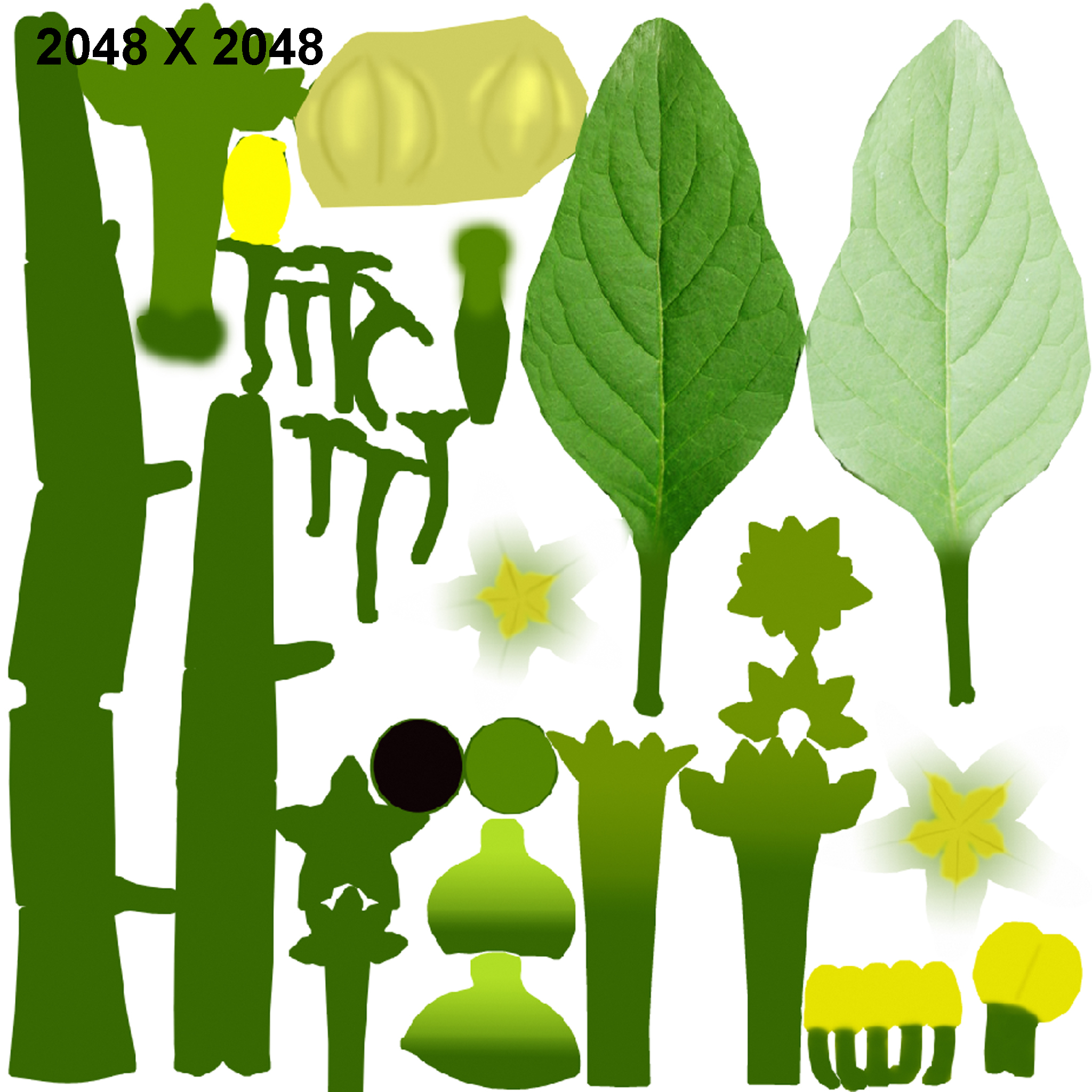 3d model solanum nigrum makoi plant