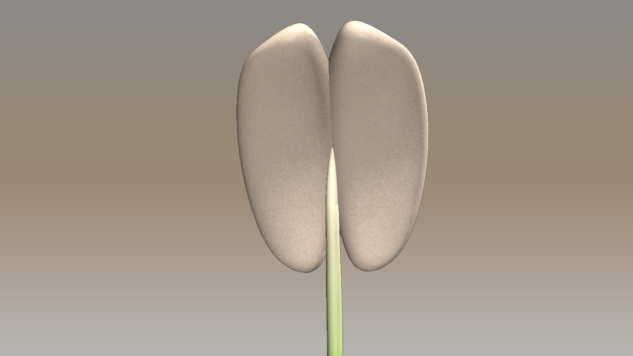 structure stamen obj