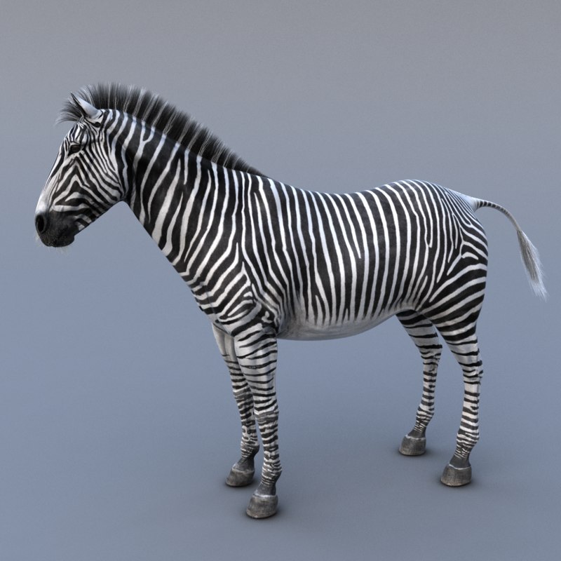 zebra max