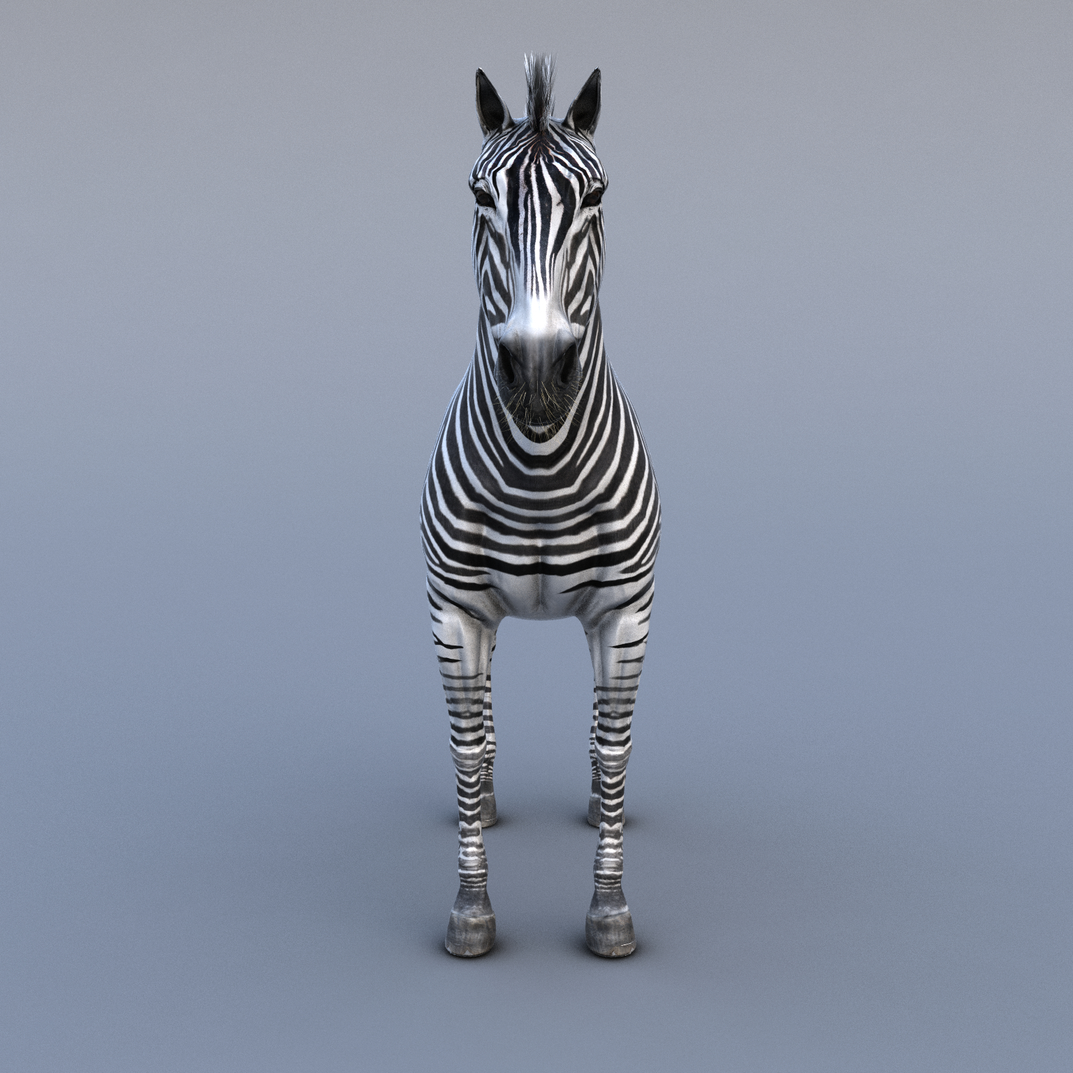 zebra max