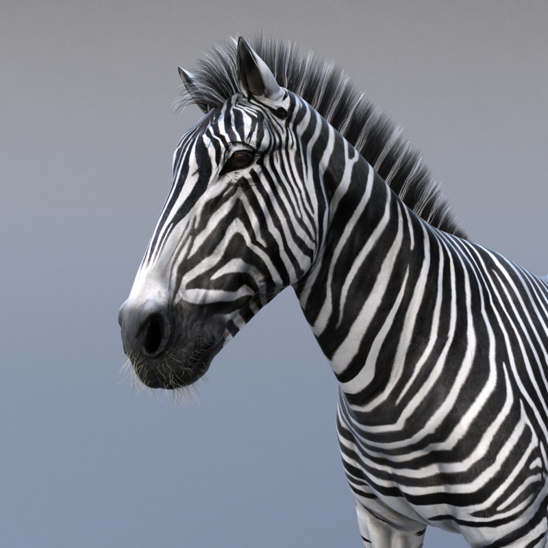 zebra max