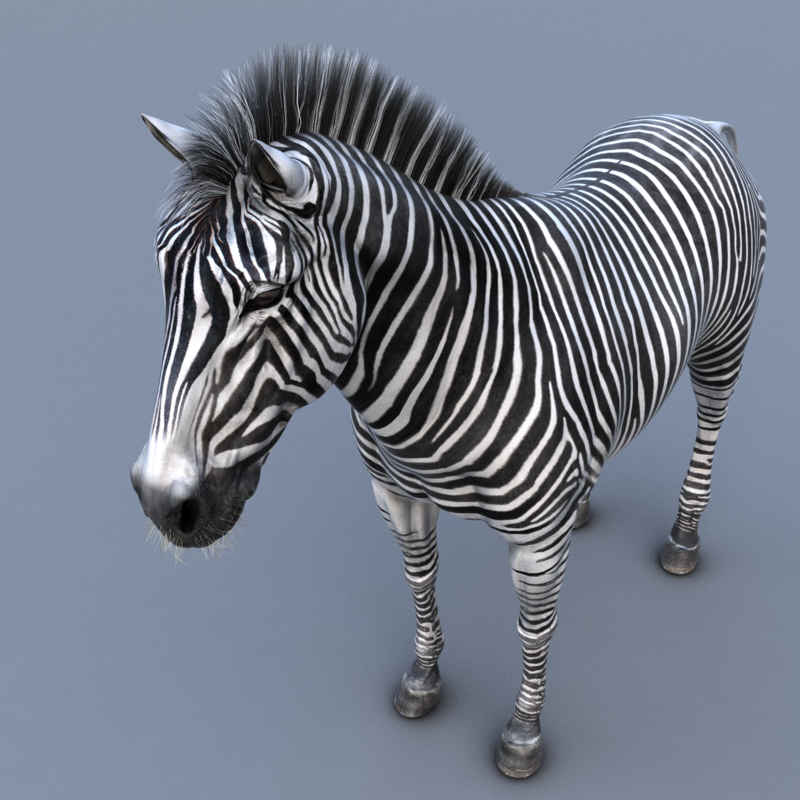 zebra max