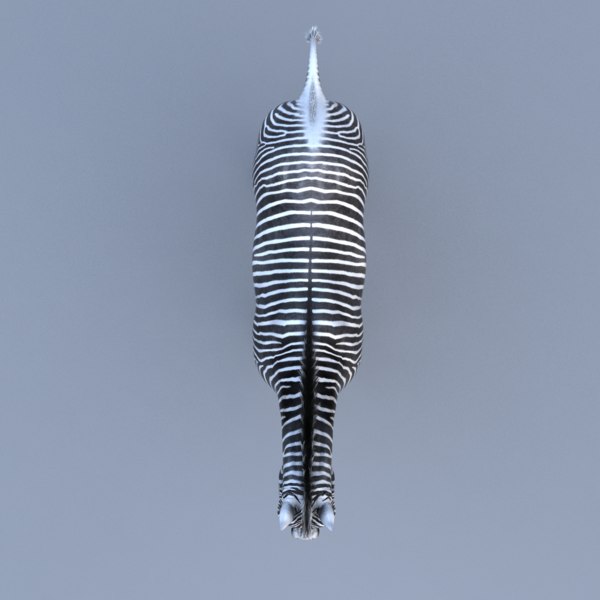 zebra max