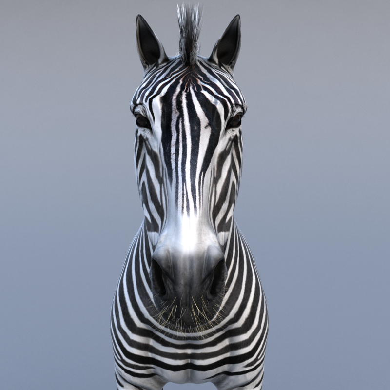 zebra max
