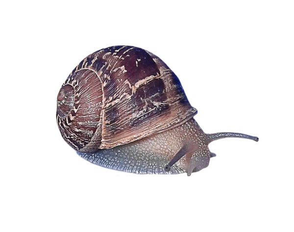 Texture JPEG snail escargot mollusk