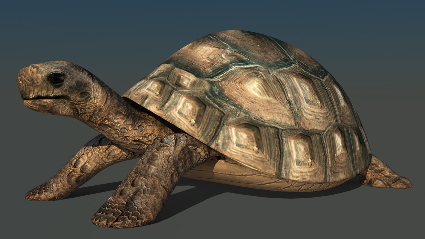 modelo 3d Tortuga - TurboSquid 867991