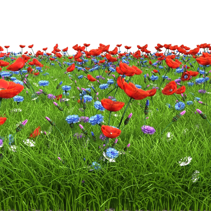 3d max wild flowers