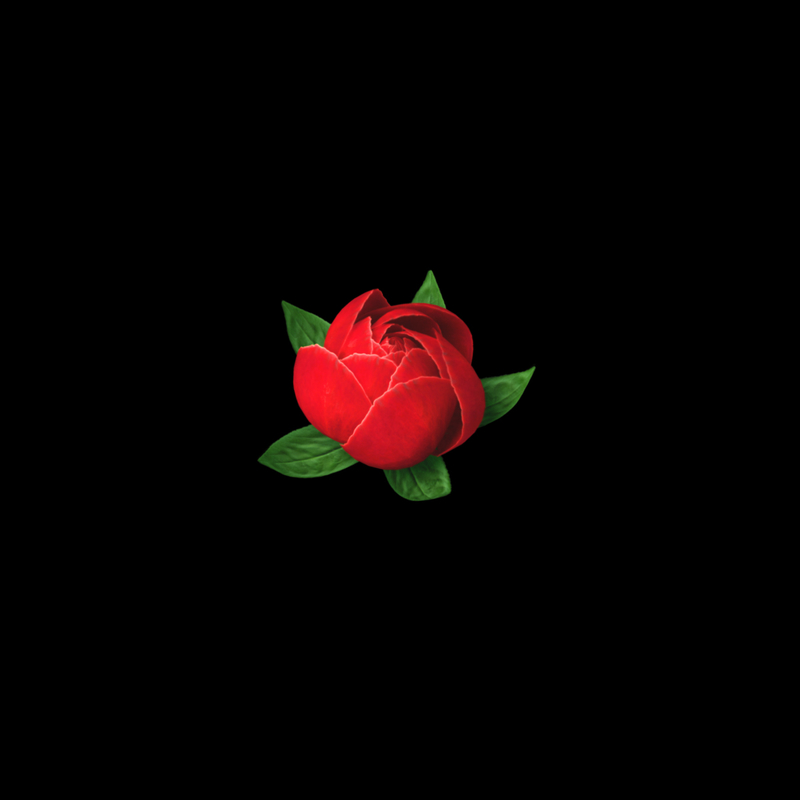 Animation Quicktime rose blooming animation