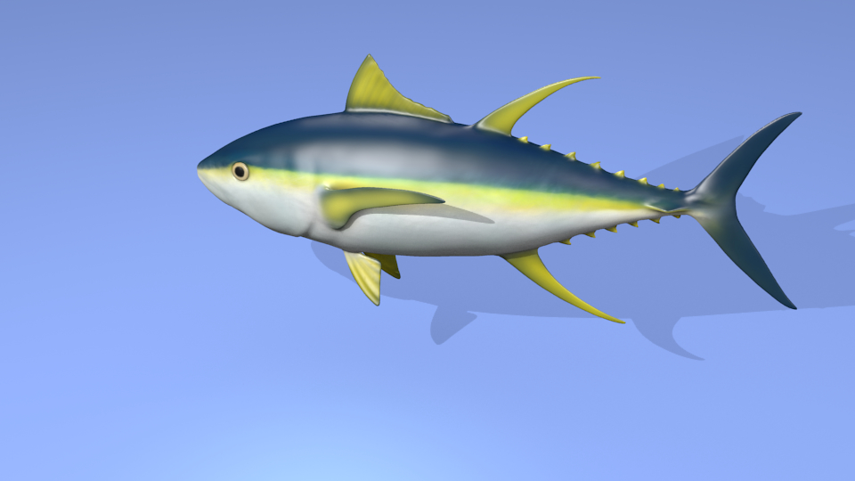 3d model of beautiful yellowfin tuna poses