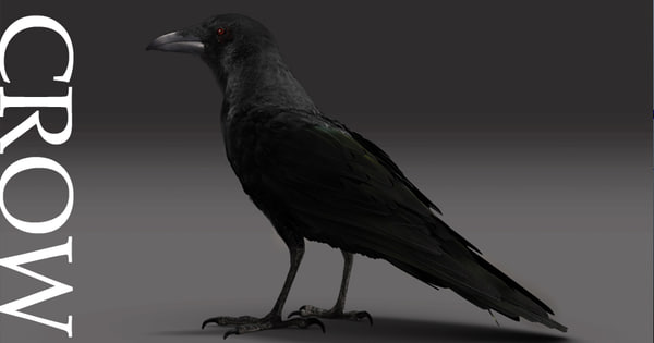 Crow 3D Models for Download | TurboSquid