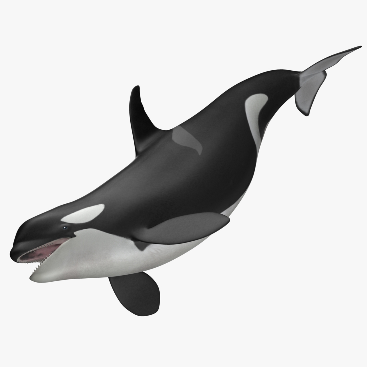 3d orcinus orca killer whale model